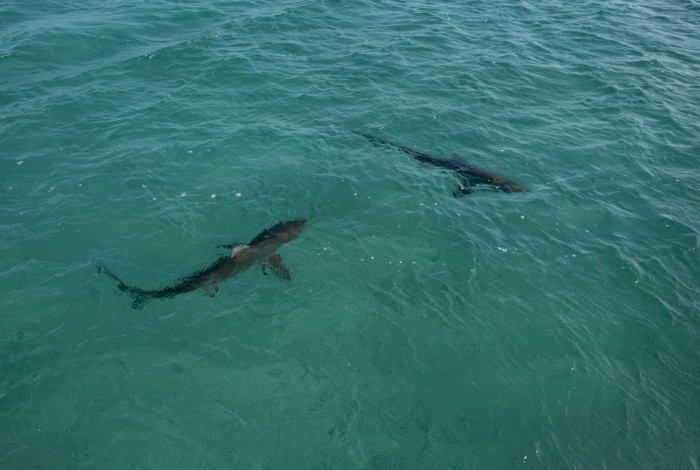 I am a Nice Shark, Not a Mindless eating Machine – Matt & Jessica's ...